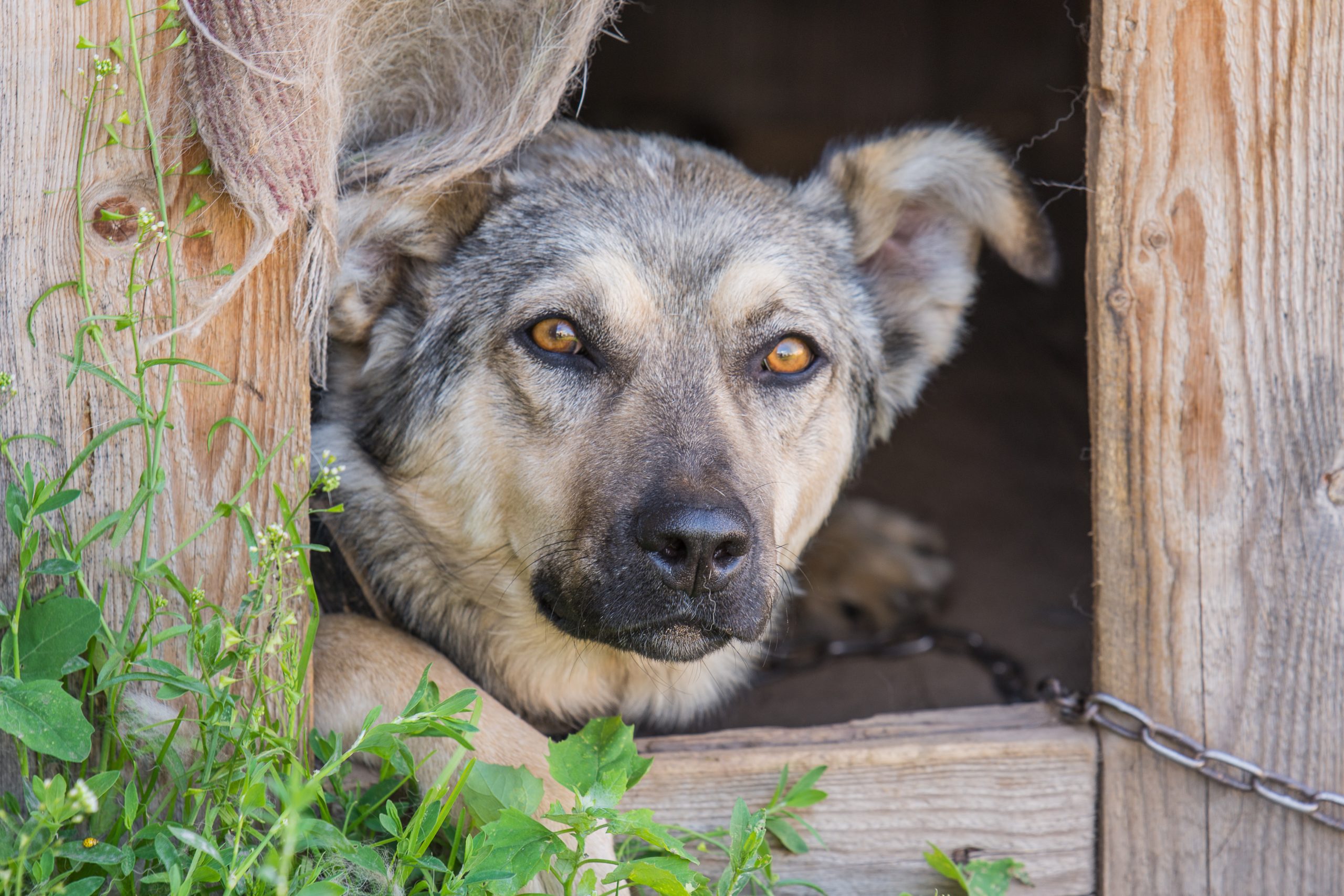 One month after dog mauling, Pender strengthens animal control ...
