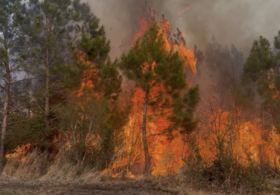 15 acres in Pender County burn in woods fire | Port City Daily