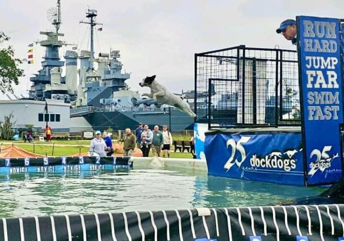 Li’l Friday: Surf Dog Experience, Greek Festival, Future Islands ...
