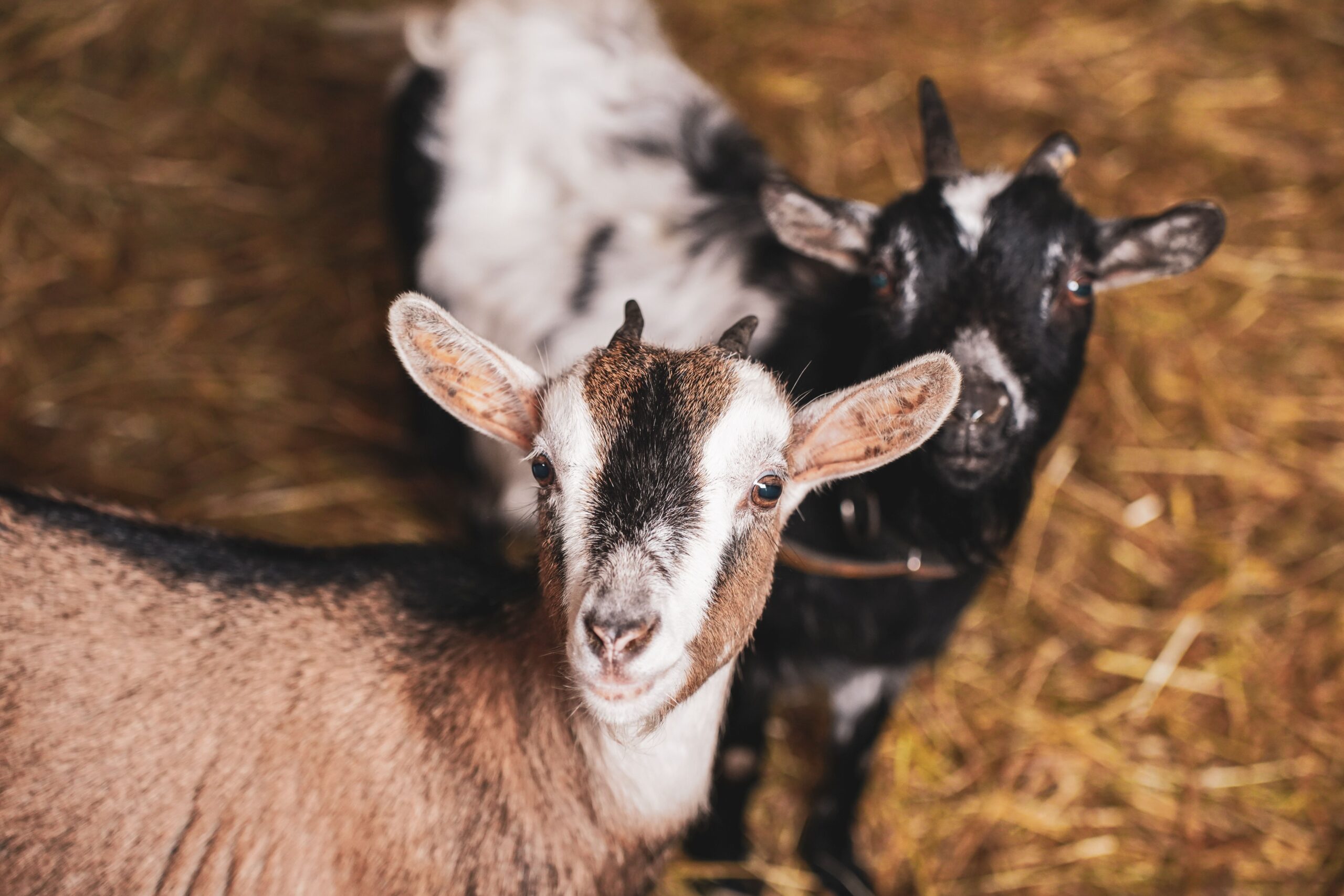 Council amends animal waste ordinance in prep for goatscaping crew ...